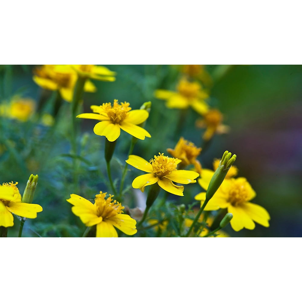 Lemon Gem Marigold - Companion/Repellant Plant - 3" Pot - Walmart.com ...
