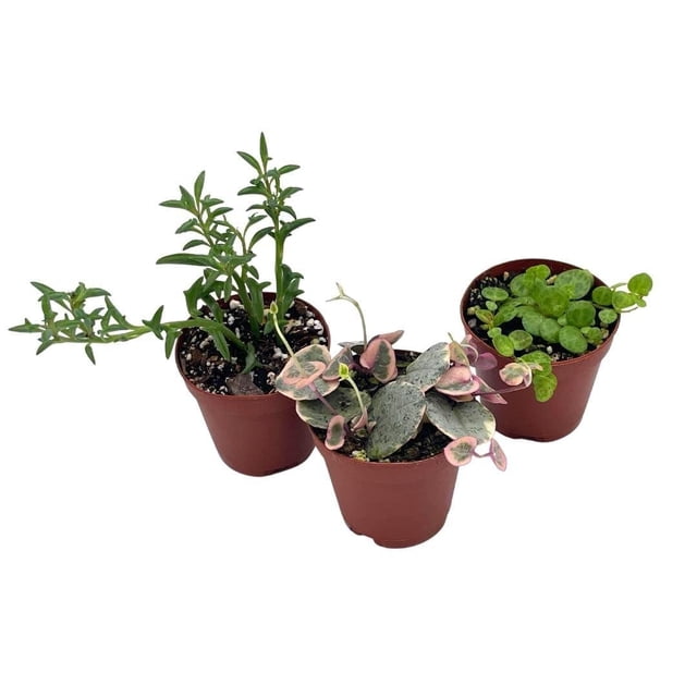 Succulent Strings Set of 3, Variegated String of Hearts, Turtles ...