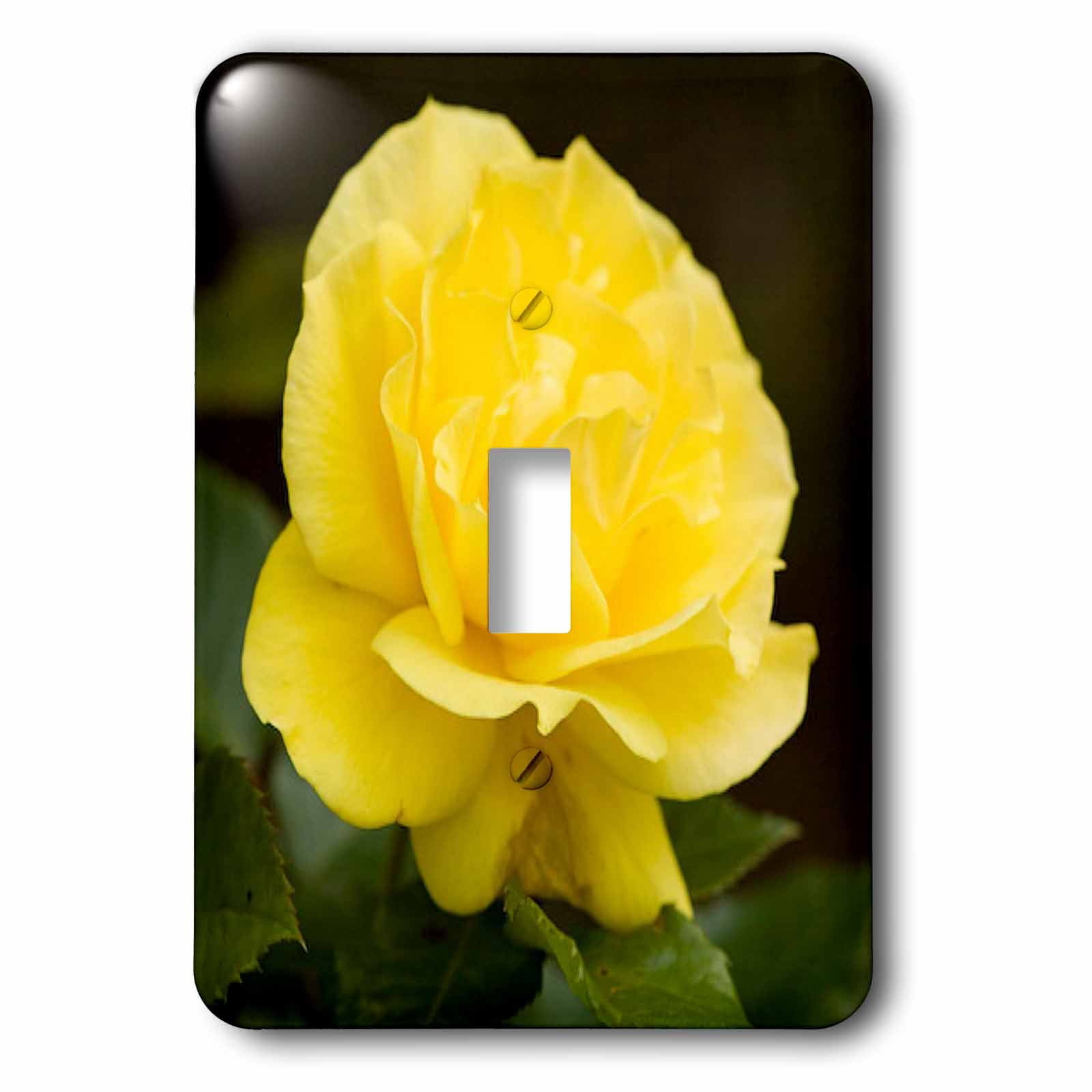 Photograph of a pale pastel yellow rose with bright and showy petals ...