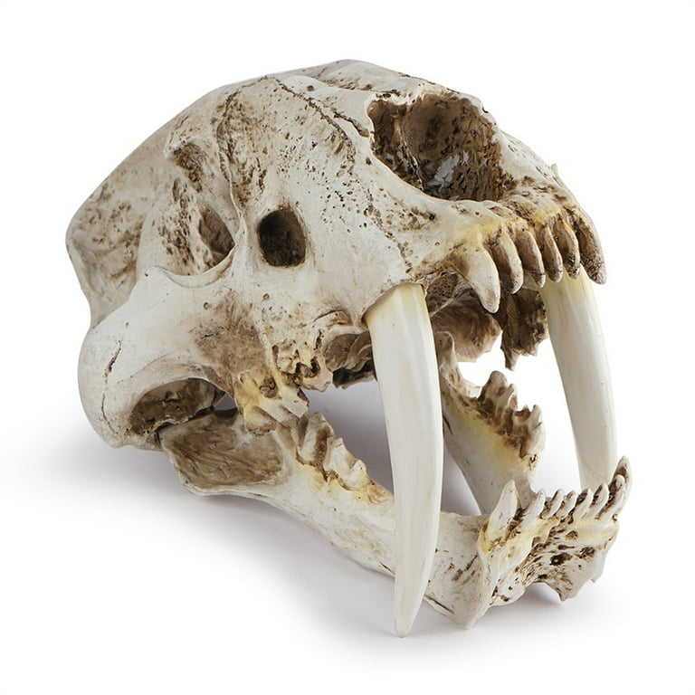 Saber Tooth Tiger Skull Front