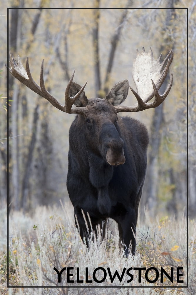 Yellowstone, Moose Bull in Trees (16x24 Giclee Gallery Art Print, Vivid ...