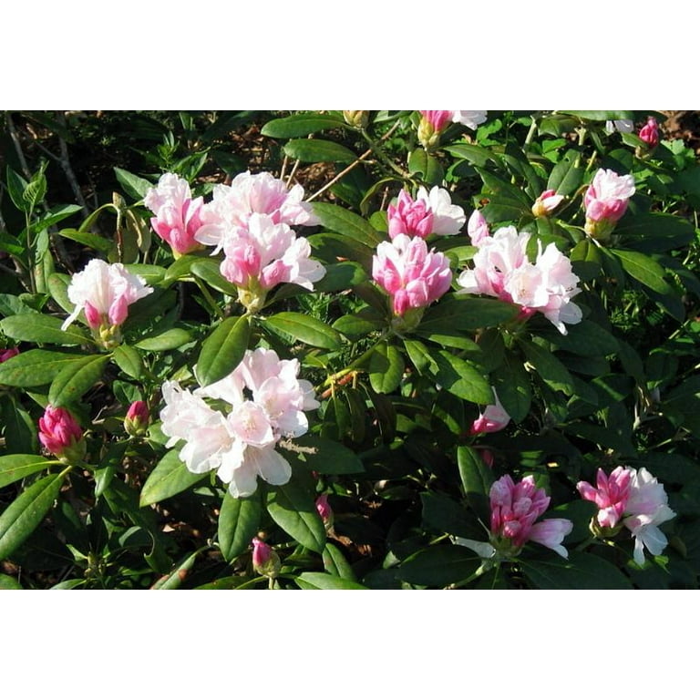 Rhododendron Yaku Princess 3D Warehouse, 51% OFF