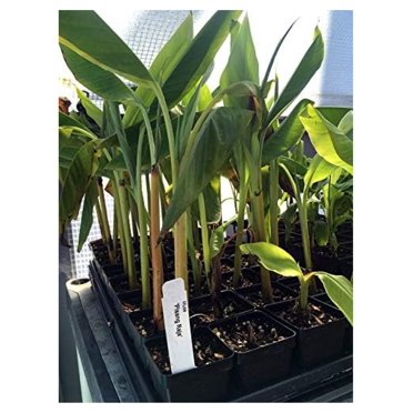 Pisang Raja Banana Plant -"King of Bananas" - Live Banana Plant ...