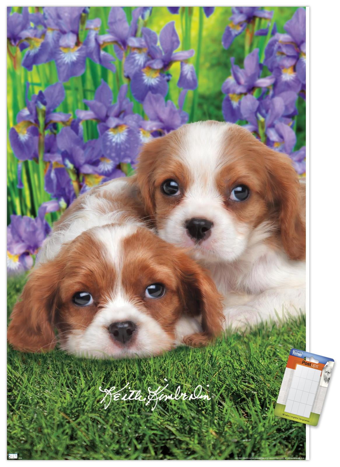 Keith Kimberlin - Cavalier King Charles Puppies Wall Poster, 22.375" x ...