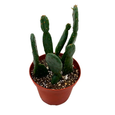 Lemon Barrel Cactus, 4 inch, Echinopsis Calochlora - Walmart.com