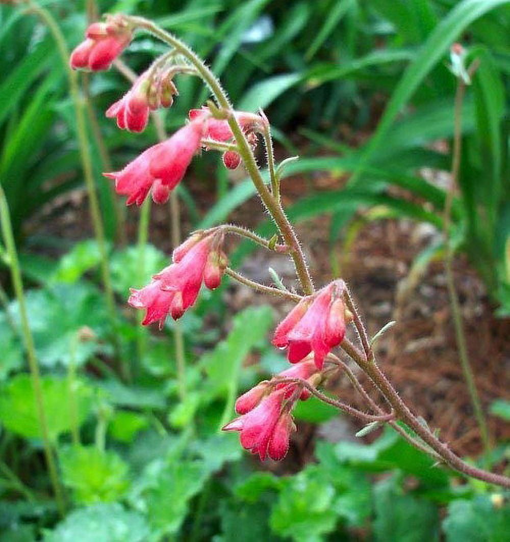 Heuchera Sanguinea Bressingham Hybrids