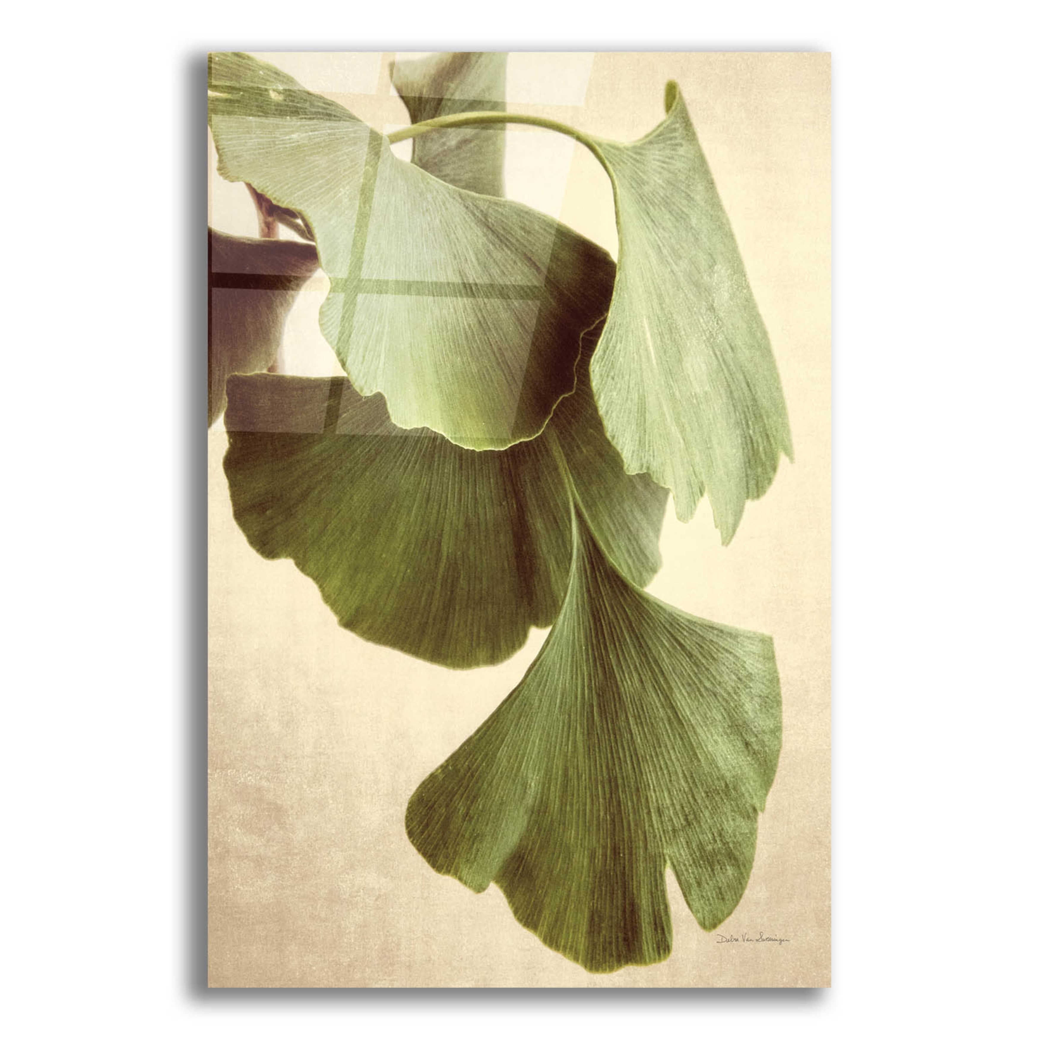 Epic Art 'Gingko Color' by Debra Van Swearingen, Acrylic Glass Wall Art, 16"x24" - Walmart.com