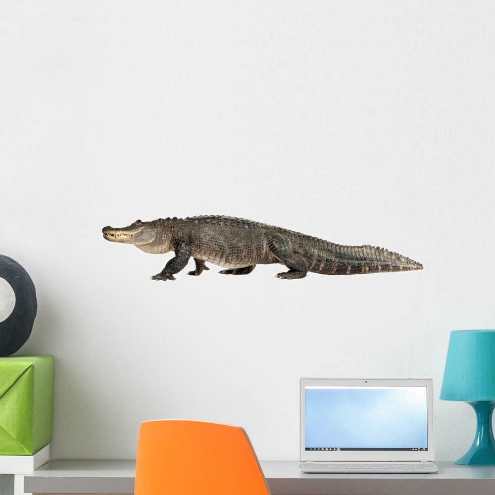 American Alligator 30 Years Wall Decal by Wallmonkeys Peel and Stick ...