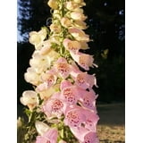 6000 Apricot Foxglove Seeds Digitalis Dalmatian Dwarf Beauty Faerie ...