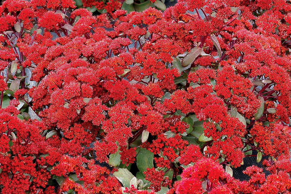 Desert Red Sedum telephium - Hardy Perennial Groundcover - 4" Pot ...