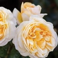 Moonlight Romantica® Hybrid Tea Rose by Heirloom Roses - Yellow Rose ...