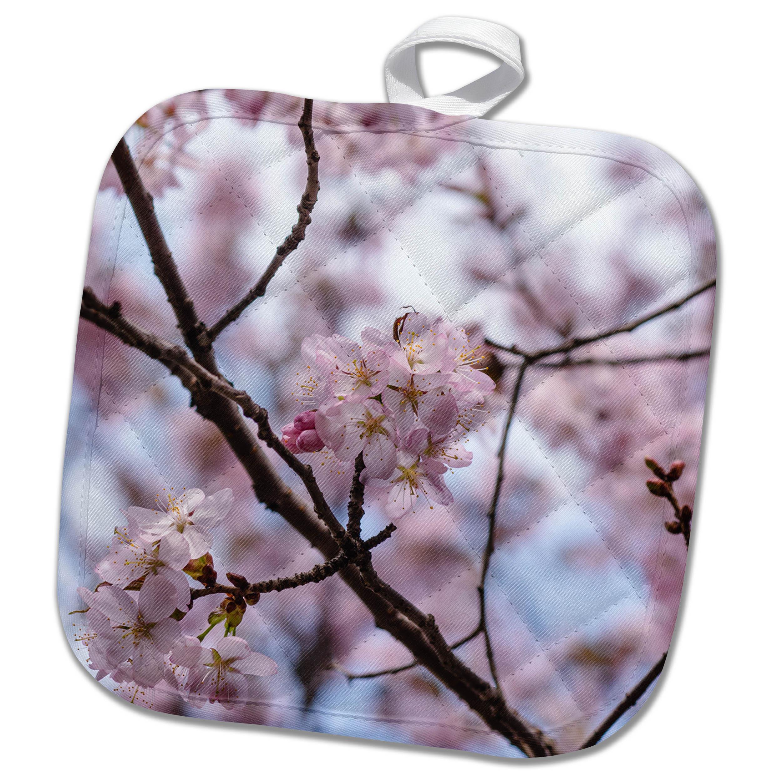 3dRose Detail of Japanese cherry blossom sakura tree in full bloom in ...