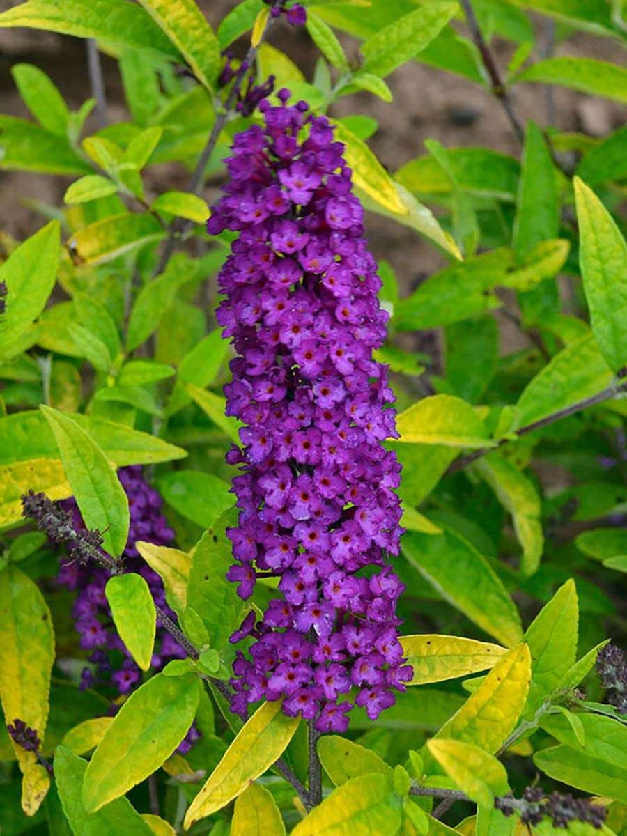 Humdinger® Little Nugget Butterfly Bush - Buddleia - Compact - Gallon ...