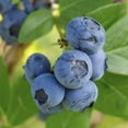 100+ Blueberry Seeds for Planting… - Walmart.com