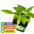 Wellspring Gardens Issai Kiwi Live Plant - Self-Fertile Actinidia ...