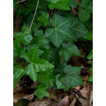 10 BOSTON IVY ( Bostonian Ivy / Wall Ivy ) Parthenocissus Tricuspidata ...