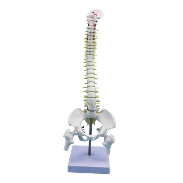 Yinanstore Human Spine Model 17.7inch with Stand with Pelvis Spinal ...