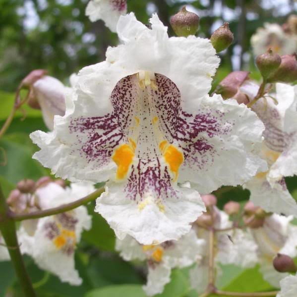 50 Flowering NORTHERN CATALPA Speciosa TREE Seeds (aka Western Catalpa ...