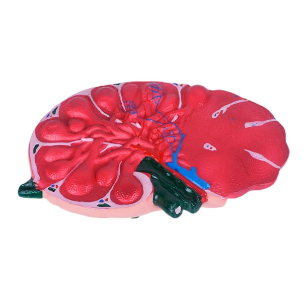 Human Enlarged Model of Lymph Nodes Anatomical Model for Biological ...