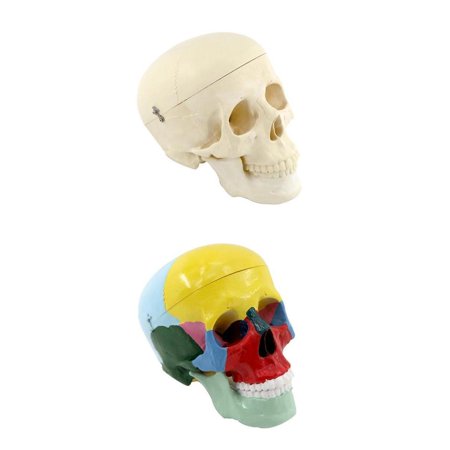 Human Colored Skull,Human Skull Model Life-Size brain model,Human ...