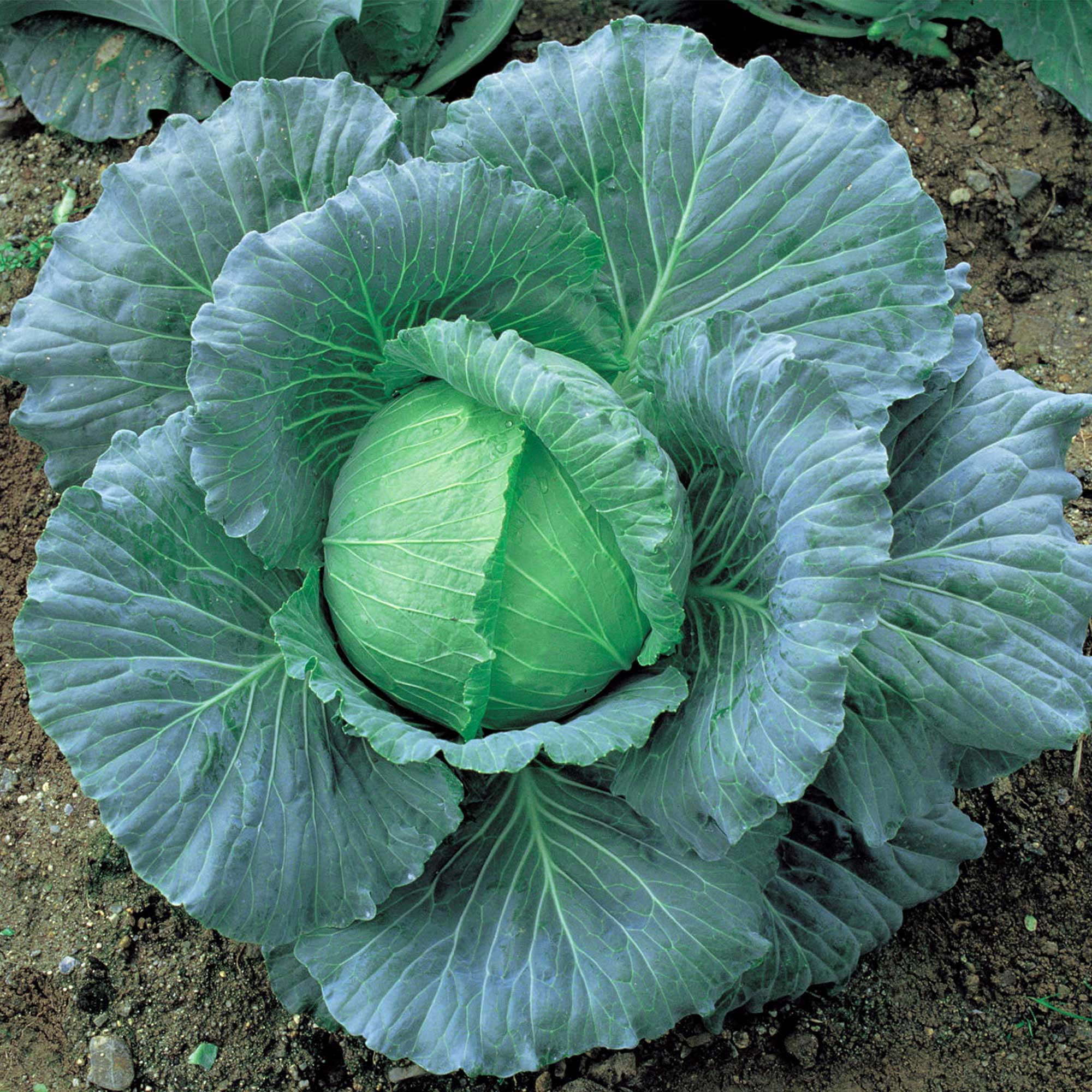 Cabbage Seeds - TW Cross - Hybrid - 2 g Packet ~400 Seeds - Non- GMO ...
