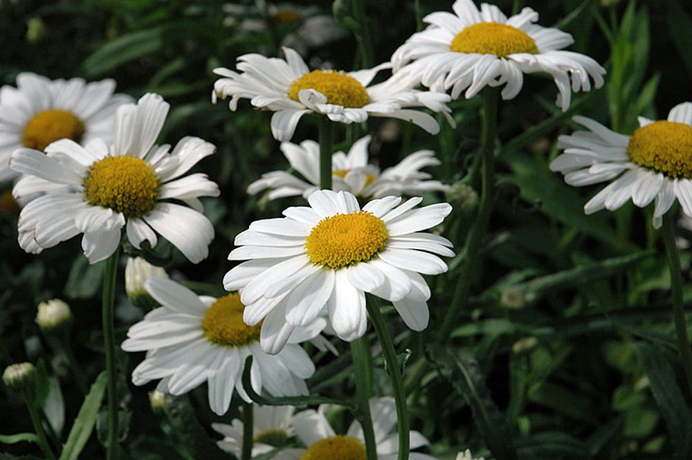 Polaris Shasta Daisy - Leucanthemum - Huge Flowers - Quart Pot ...
