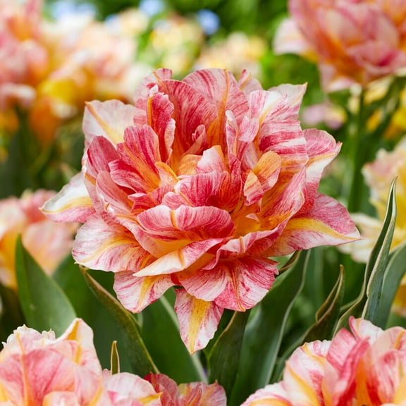 Easy to Grow Tulip Brest 10 Plant Bulbs Double Fringed Group, Spring ...