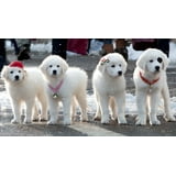 Santa Paws 2: The Santa Pups (Blu-ray + DVD) - Walmart.com