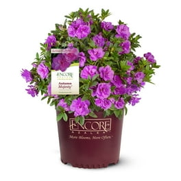 Encore Azalea Autumn Fire (2 Gallon) Red Flowering Shrub Encore Azalea Autumn Fire (2 Gallon) Red Flowering Shrub