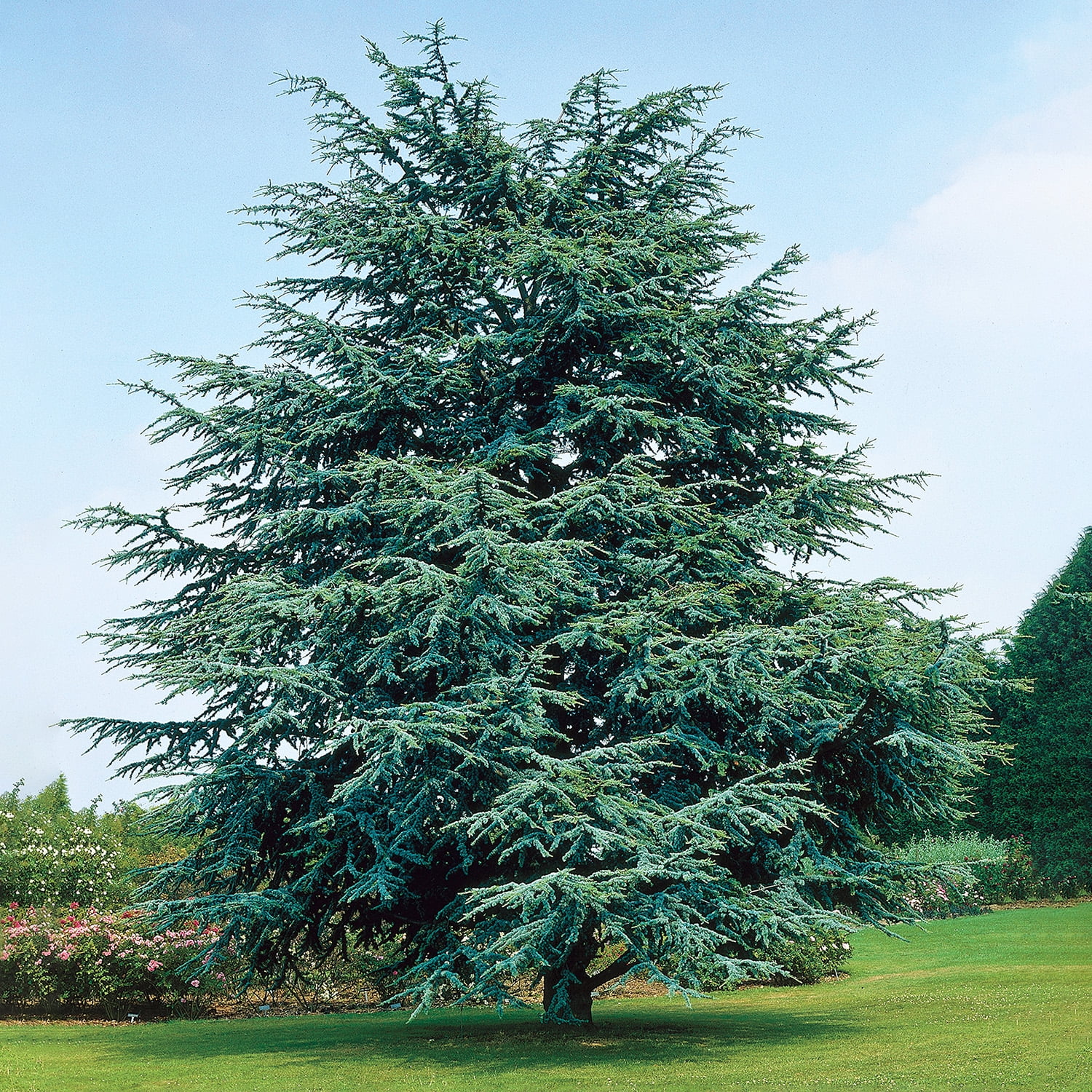 Electric Blue Deodora Cedar Evergreen Tree, grown in a 2.50 quart pot ...