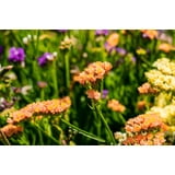 50 APRICOT BEAUTY STATICE Limonium Sinuatum Flower Seeds - Walmart.com