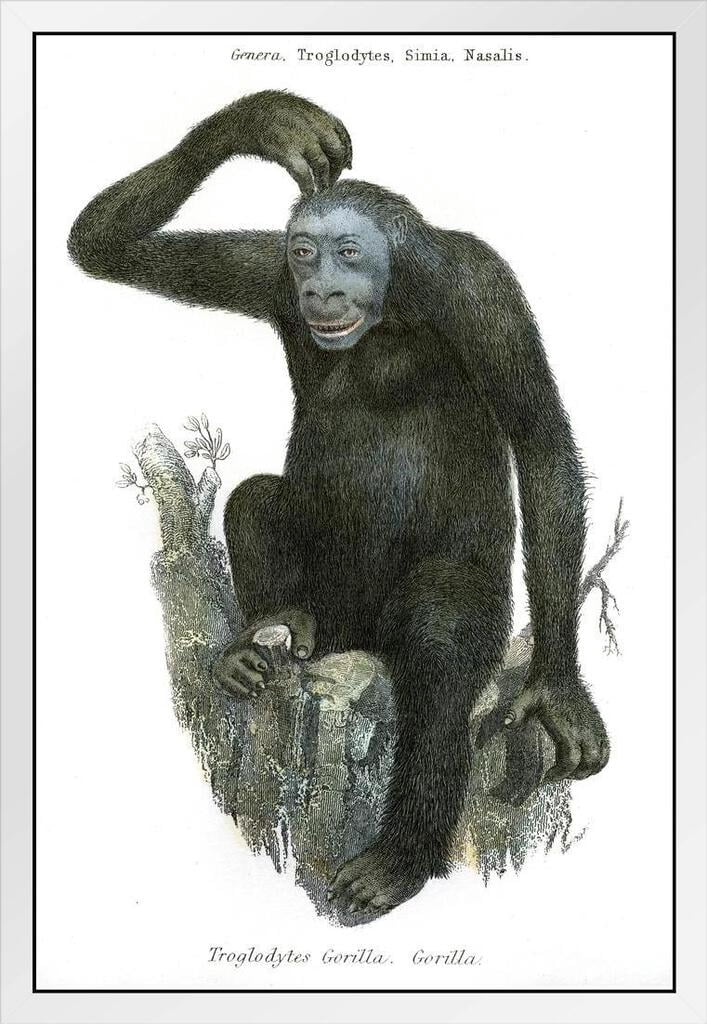 Gorilla Scratching Head Antique 1803 Illustration Pictures Of Gorillas ...