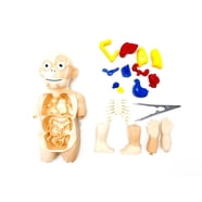 Dissect It Synthetic Lab Dissection Rattlesnake Stem Projects for Child ...