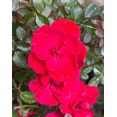 Sunrosa Red Rose Plant Live for Planting, Dwarf Miniature Rose Bush ...