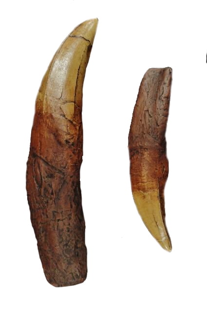 Tyrannosaurus Rex - T-Rex - Tooth w/ Root Replica - 7.25" - Walmart.com