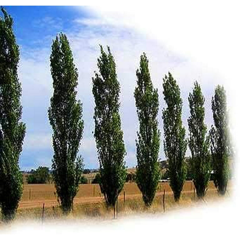 Columnar Poplar Tree