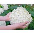 50 PEE GEE HYDRANGEA Paniculata Peegee Panicle White Pink Flower Shrub ...