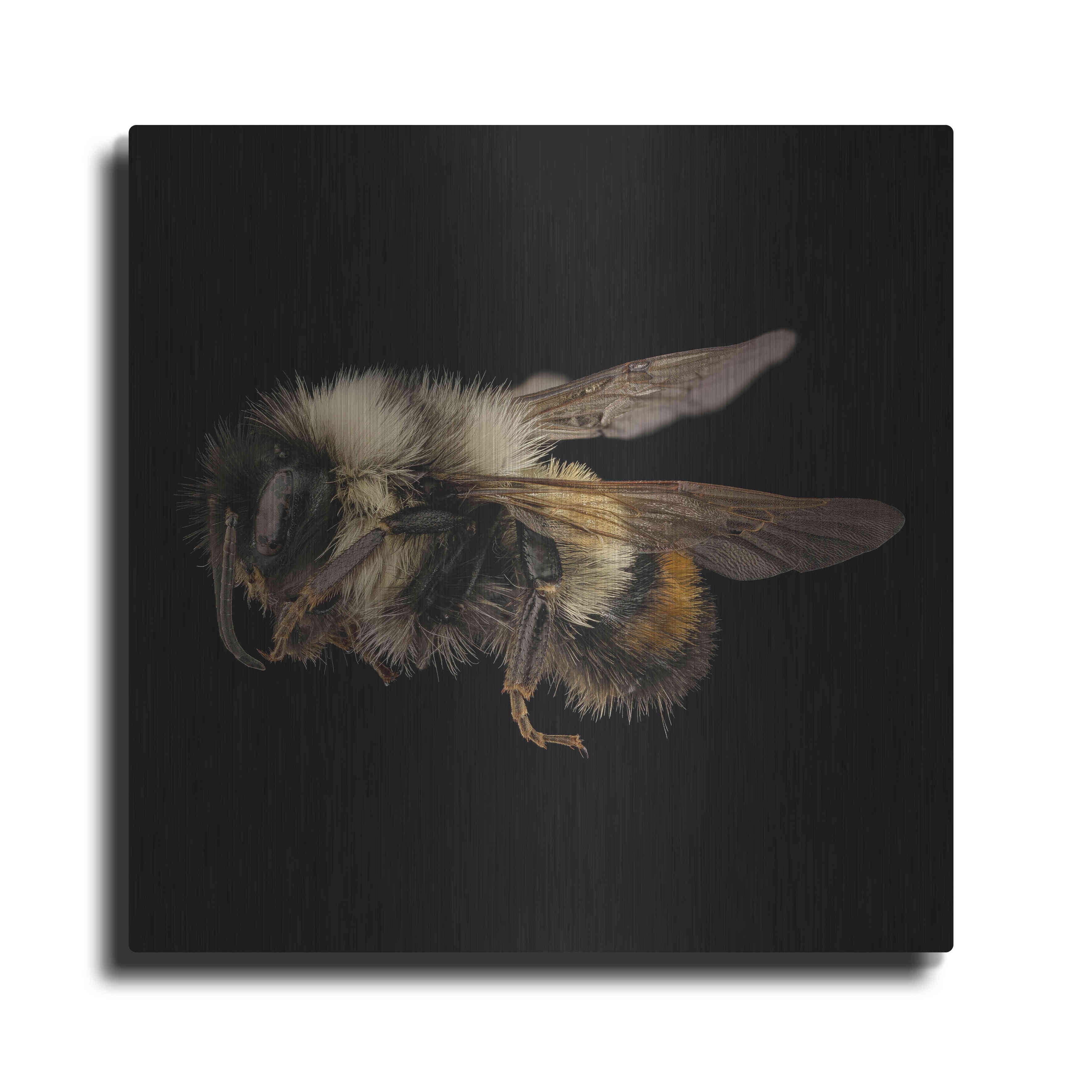 Luxe Metal Art 'Fuzzy Buzzy' by Epic Portfolio Metal Wall Art, 24"x24 ...