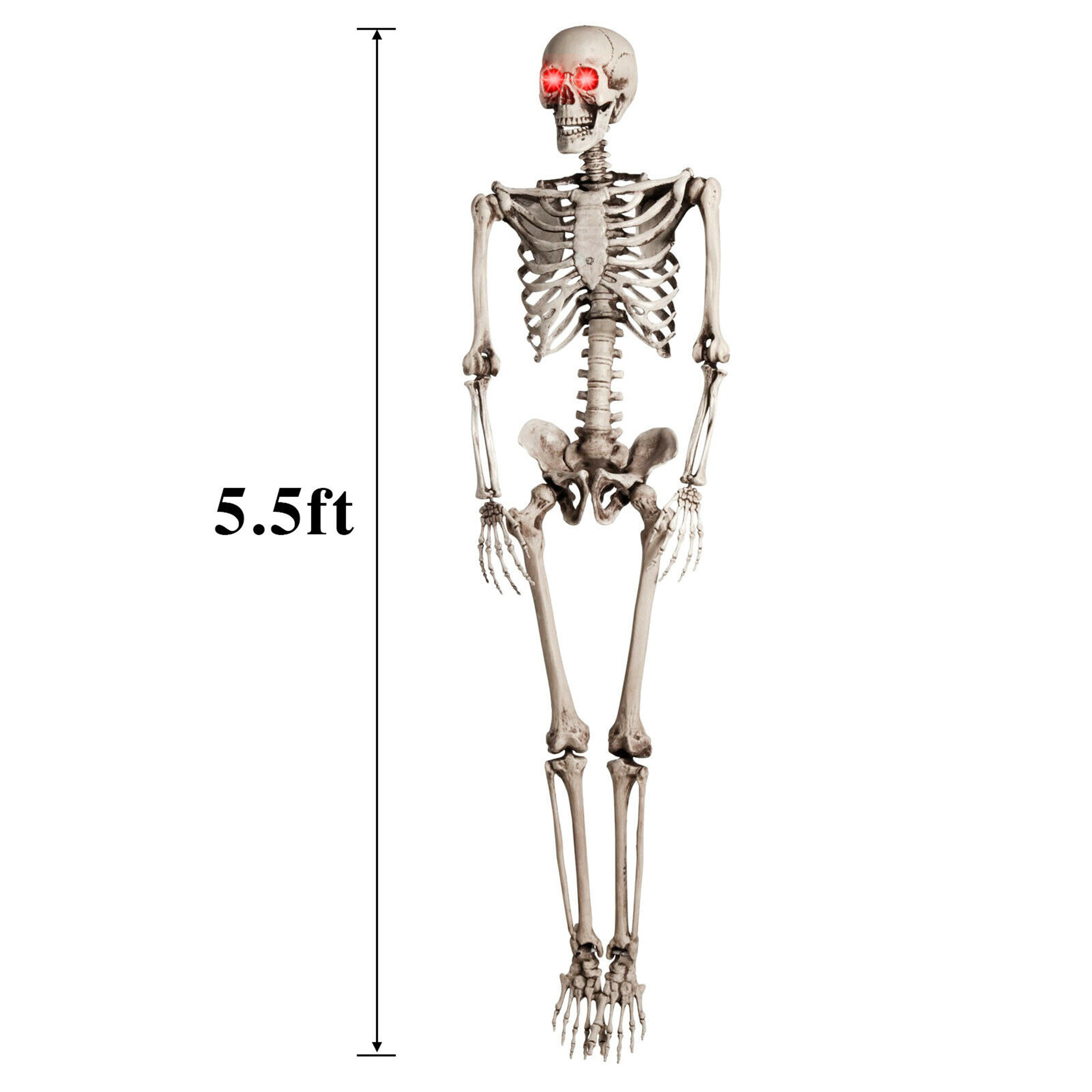 Buy 5.6ft Posable Full Life Size Skeleton Plastic Beige House Hunted ...