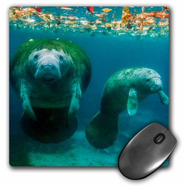 3dRose Polar Bear Aurora, Mouse Pad, 8 by 8 inches - Walmart.com