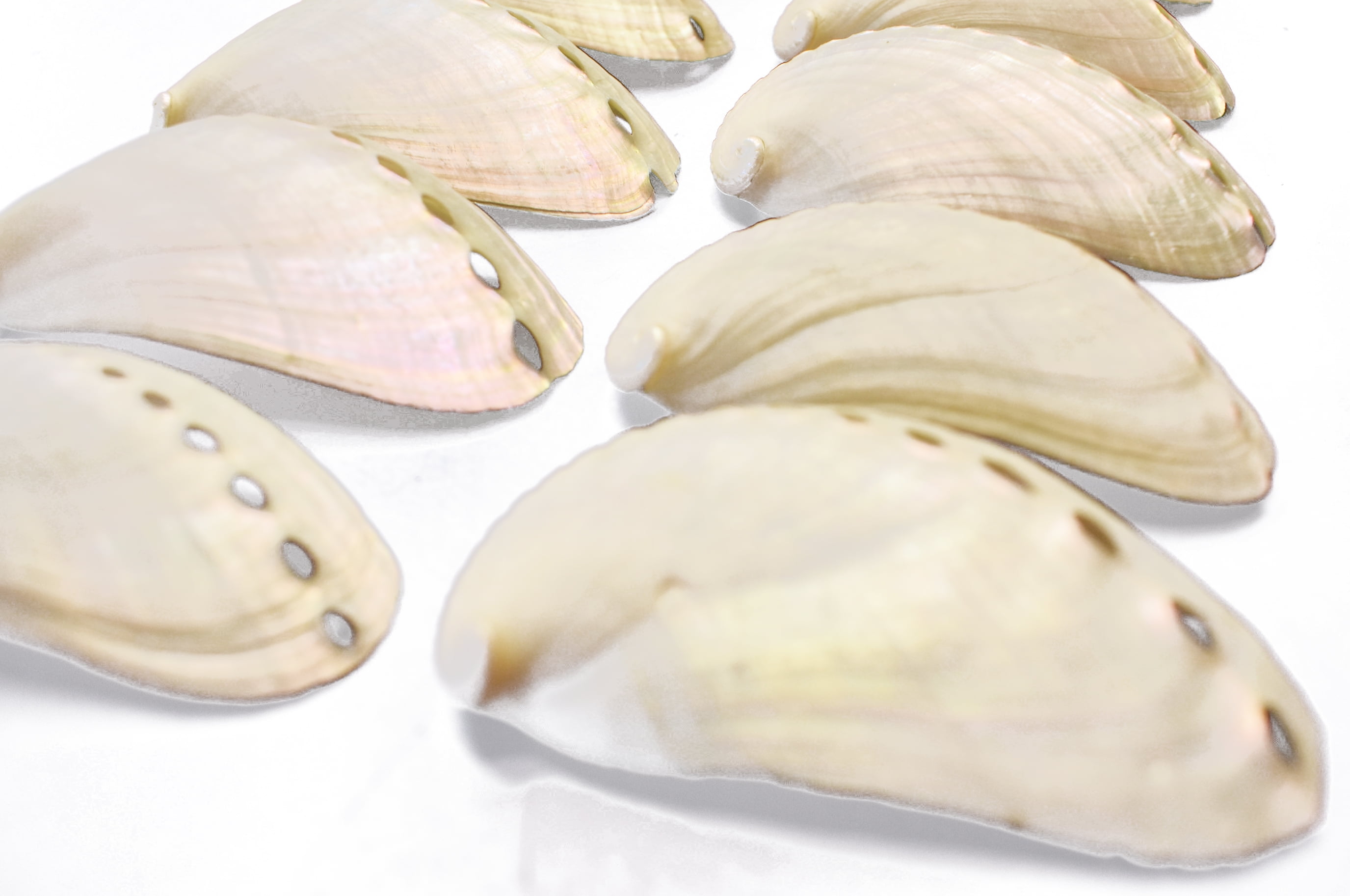 6 Extra Large Pearl Abalone Shells 3" and up Beach Wedding Seashells ...