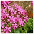 Everwilde Farms - 1 oz None So Pretty Catchfly Garden Flower Seeds ...