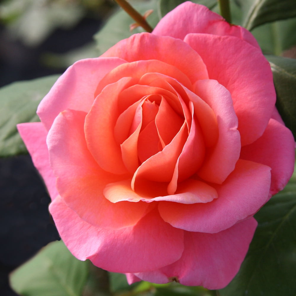 Heirloom Roses Rose Bush - Fragrant Hour Hybrid Tea , Live Rose Plant ...