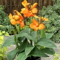 Canna Plant, Large Leaves Used In Gardens And Home Gardens. Grows ...