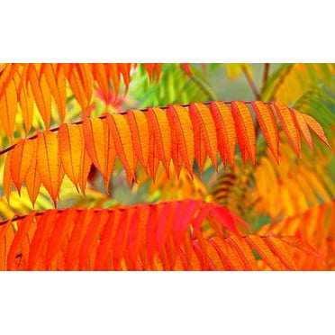 30 FLAMELEAF SUMAC TREE Shining Dwarf Winged Rhus Schmaltzia Copallina ...