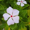 Outsidepride Periwinkle Bright Eyes, Full Sun Outdoor Live, 4000 Seeds ...