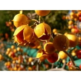 20 American Bittersweet Vine Seeds | Celastrus Scandens Tree Seeds ...