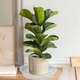2 Pack Plant Saucer Drip Tray 14 Inch, Large Heavy Duty Plastic Planter ...