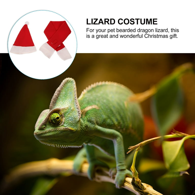 Color Changing Lizards Petco