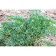 500 ABSINTHE WORMWOOD Common Artemisia Absinthium Green Ginger Herb ...